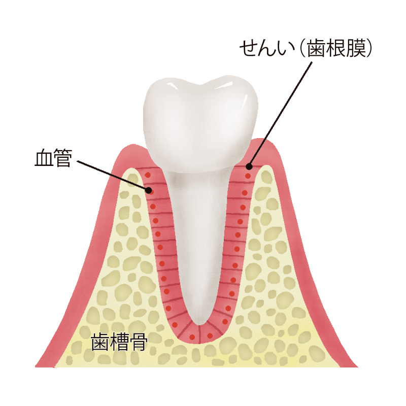 矯正（歯の移動のメカニズム） | 歯科用語
