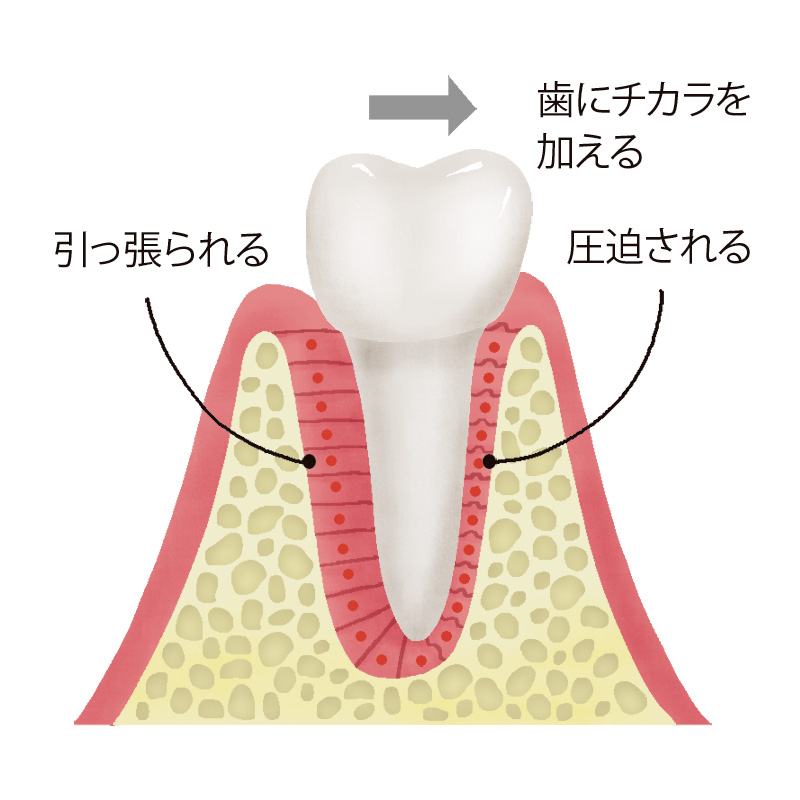 矯正（歯の移動のメカニズム） | 歯科用語